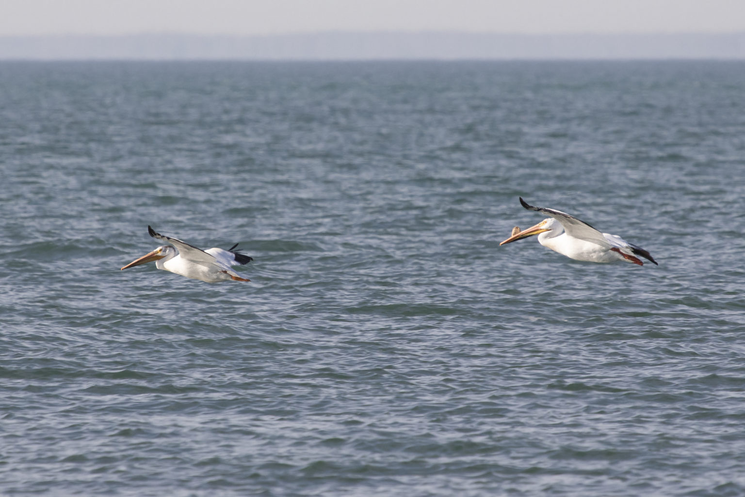 American White Pelican (Credit Kyle Horner) | Western Alumni