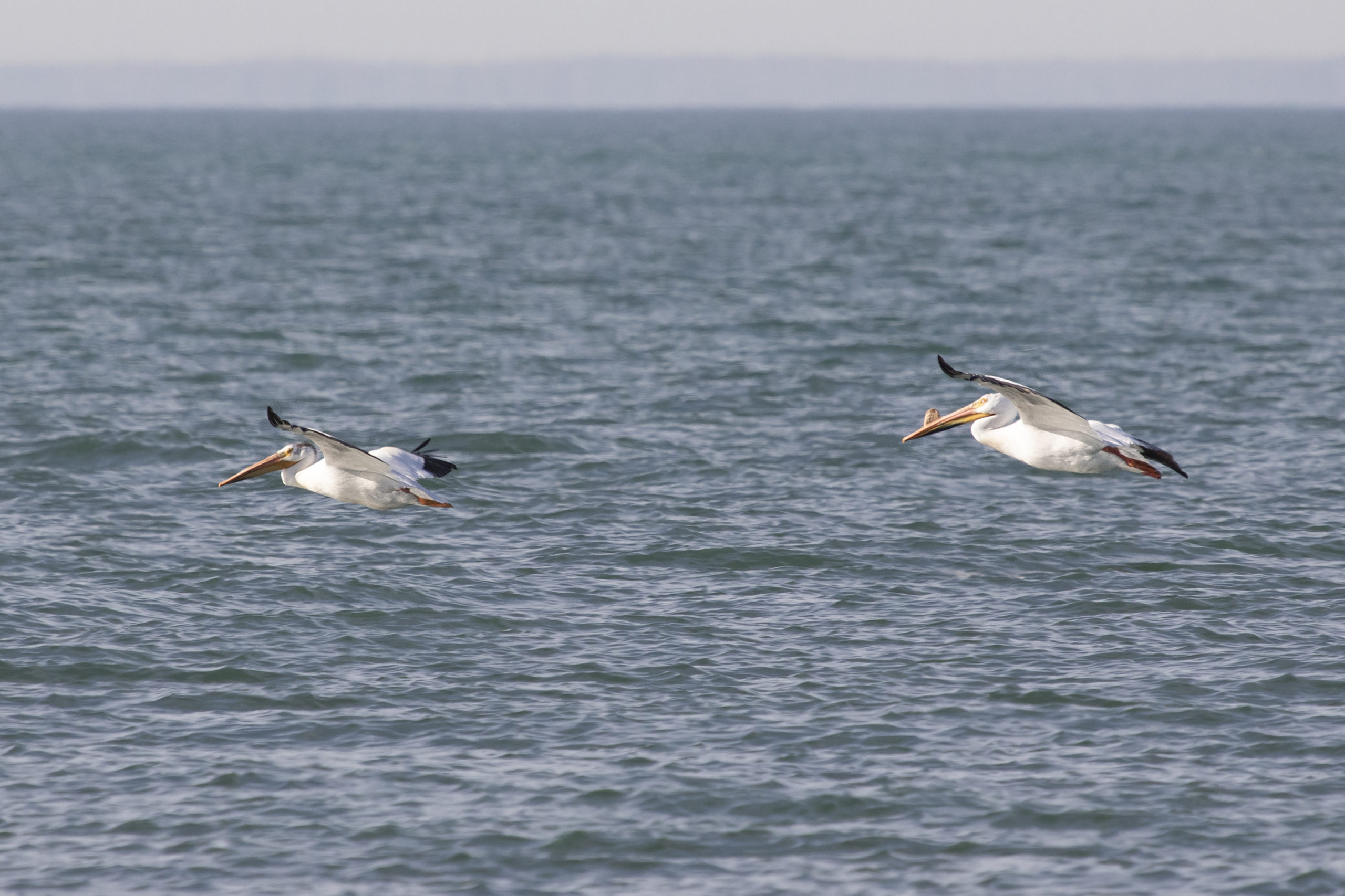 American White Pelican (Credit Kyle Horner) | Western Alumni