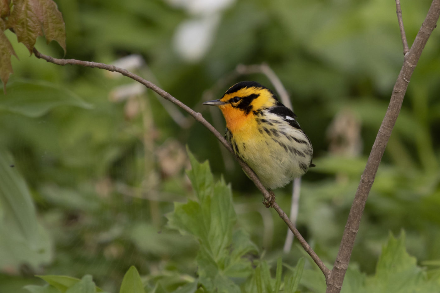 Blackburnian Warbler (Credit Kyle Horner) | Western Alumni